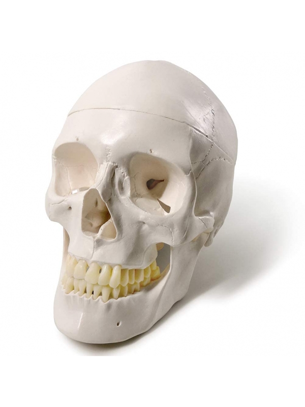 Human Skull Model With Numbers, Highlighted Sutures And Study Manual ...